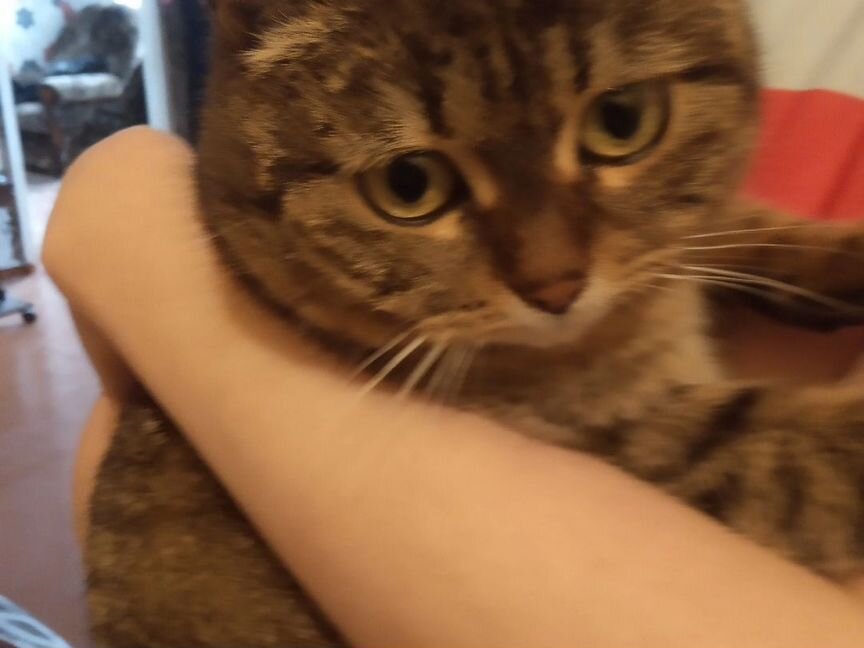 Кошка