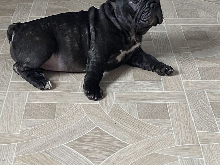 Французский бульдог - Ванесса