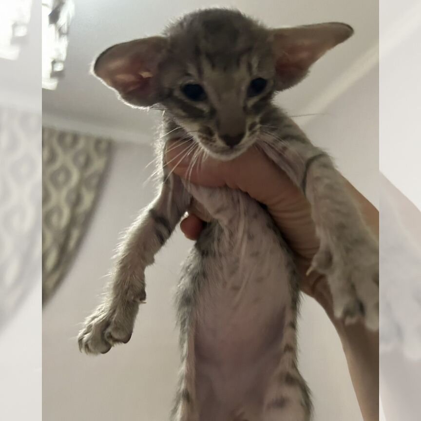 Ориентальный котёнок