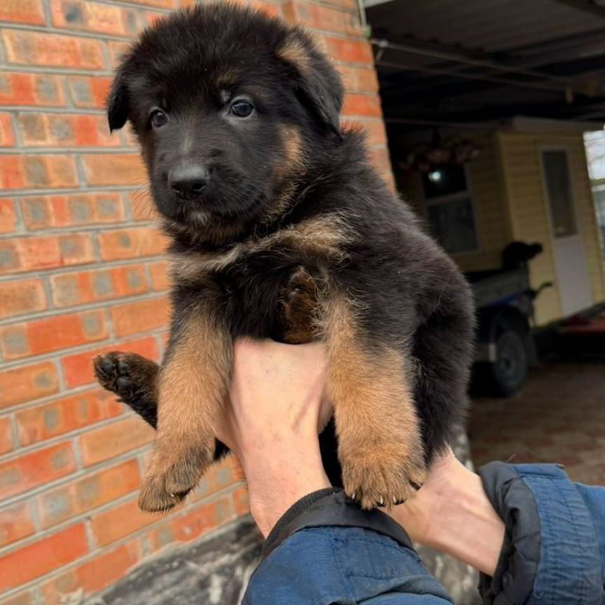 Немецкая овчарка