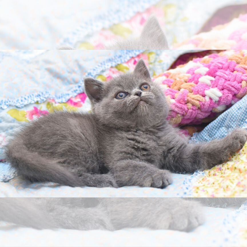 Британский короткошёрстный котёнок