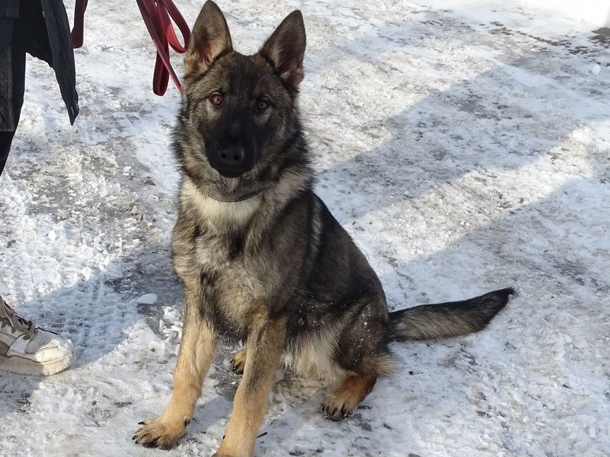 Подросток немецкой овчарки