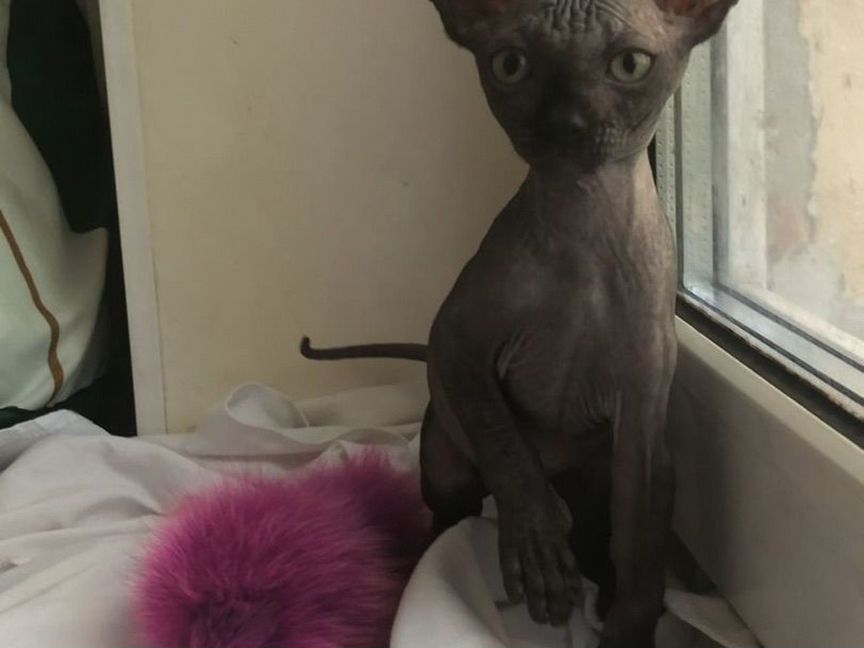 Канадский сфинкс