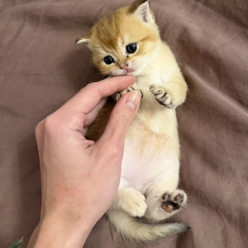 Британский короткошёрстный котёнок