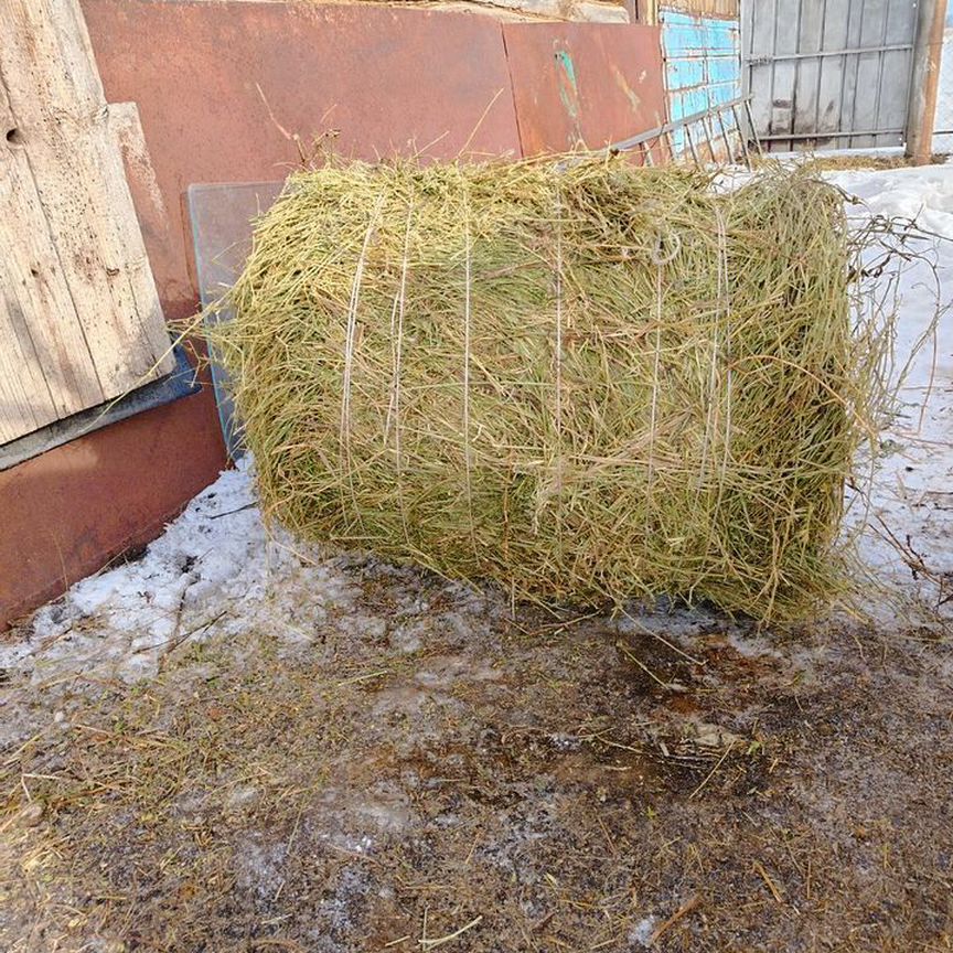 Сено в мини рулонах