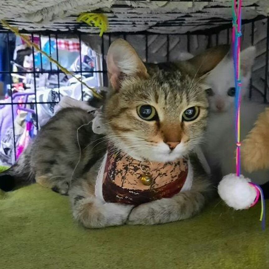 Добрая кошечка (1,5г., стерилизована)