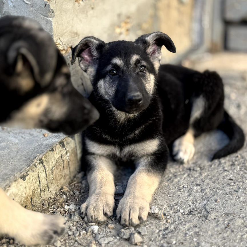 Восточно европейская овчарка щенки