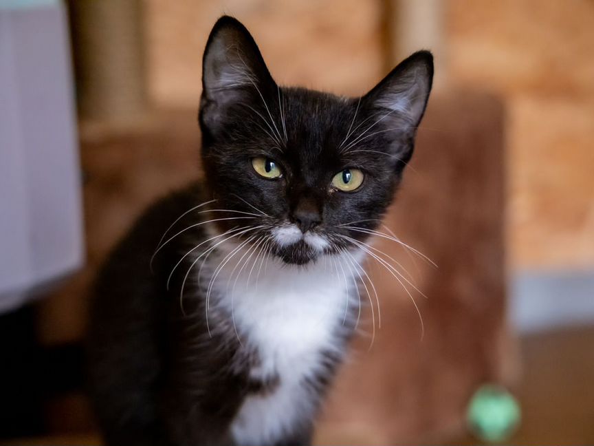 Котёнок