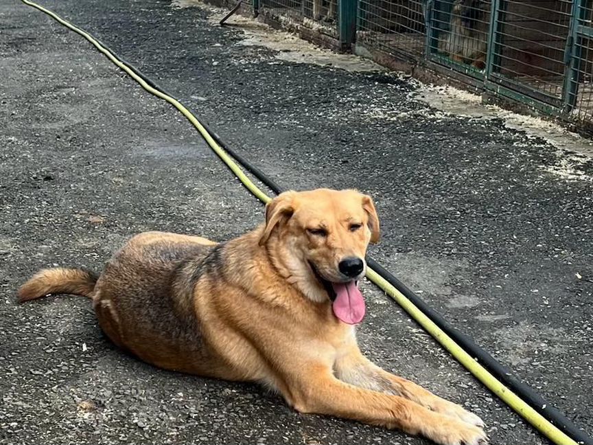 Собаки бесплатно