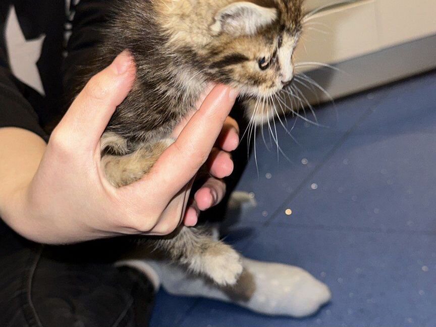 Котенок в добрые руки