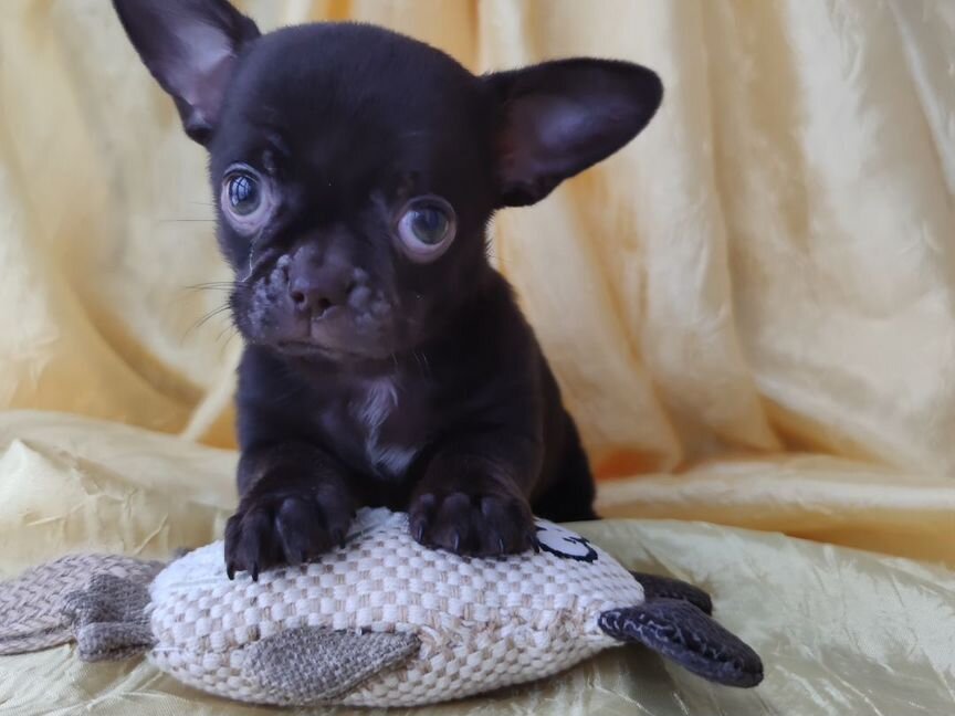 Мальчуган чихуахуа