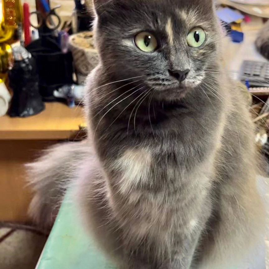 Молоденькая Голди