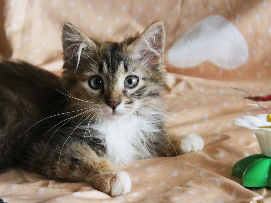 Котенок Пушинка ищет дом