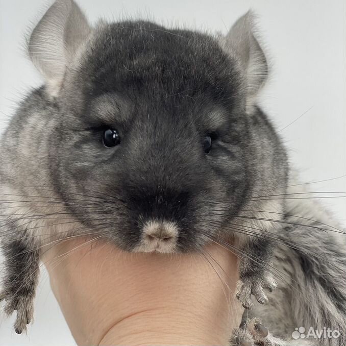 Шиншилла черный бархат