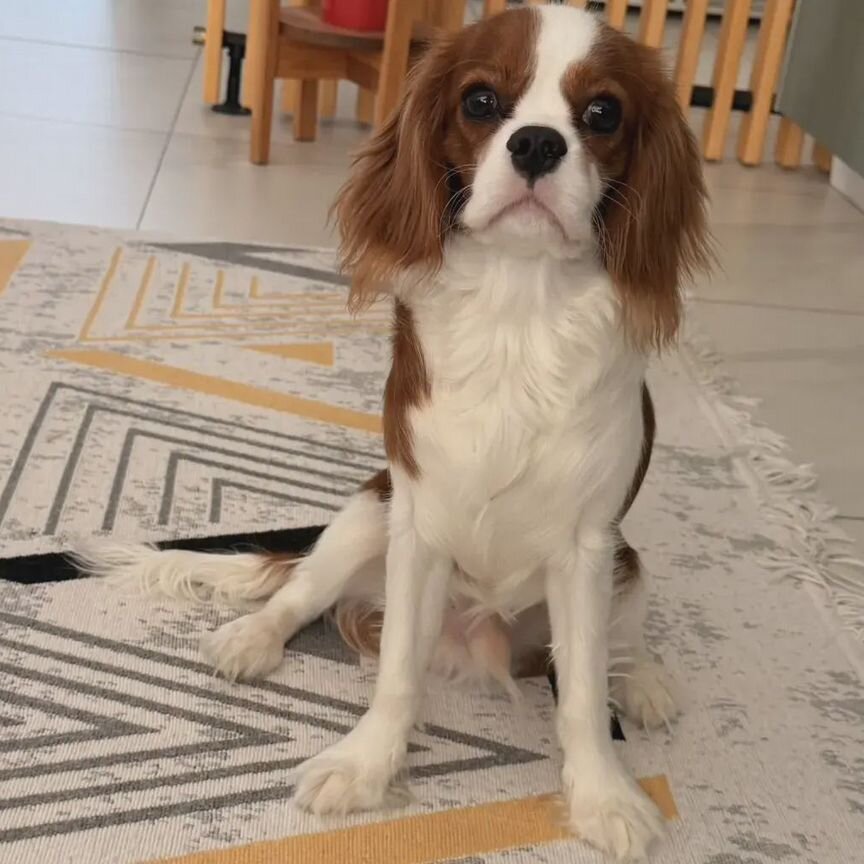 Кавалер кинг-чарльз-спаниель, щенок