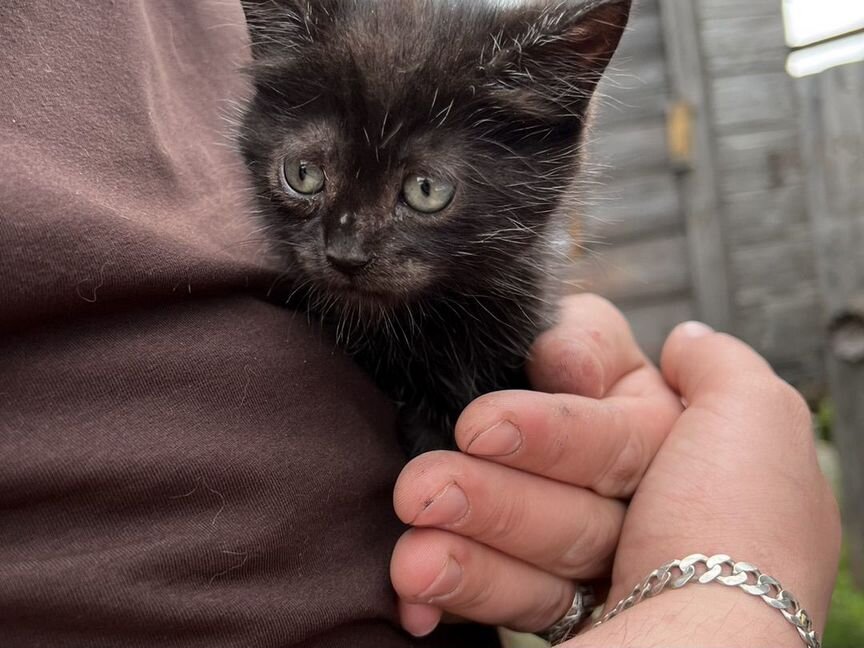 Котята в добрые руки 2 кота и одна кошечка