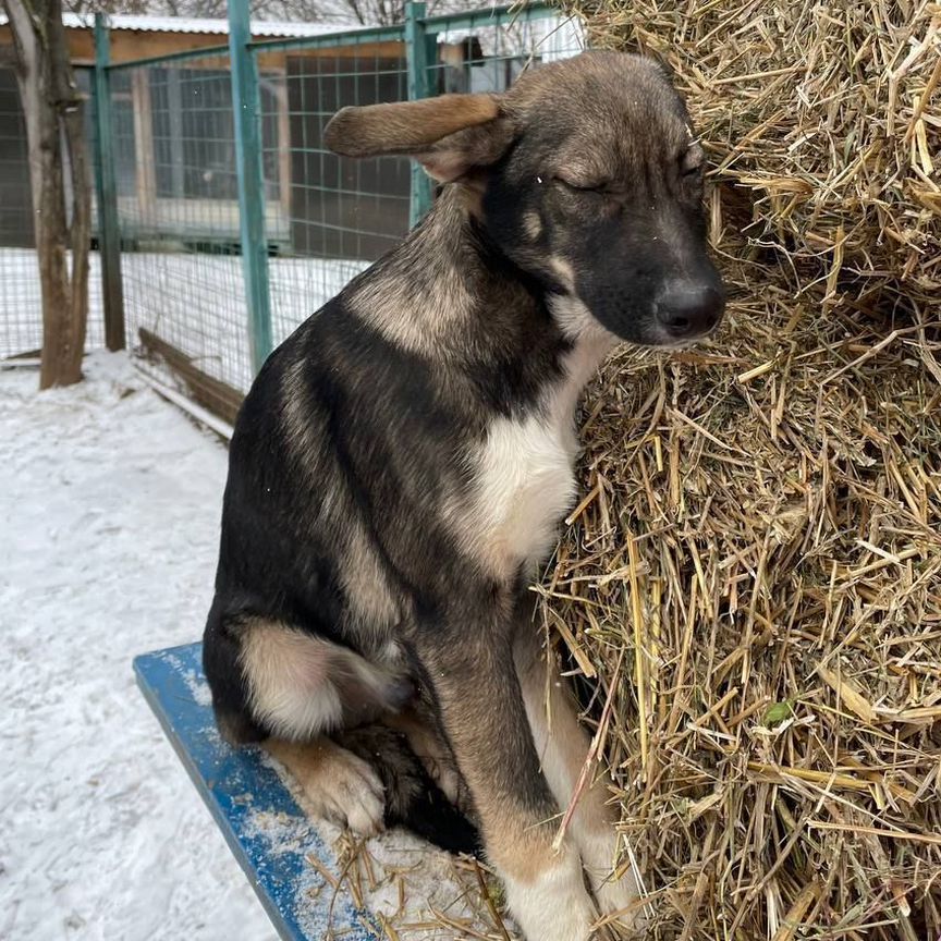 Щенок в добрые руки