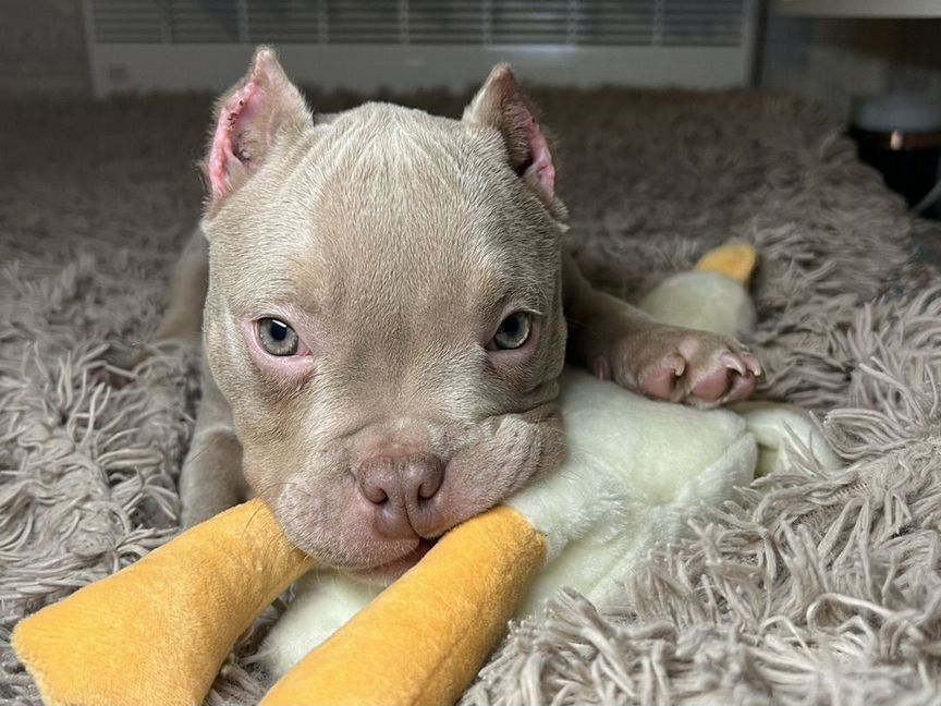 Американский булли