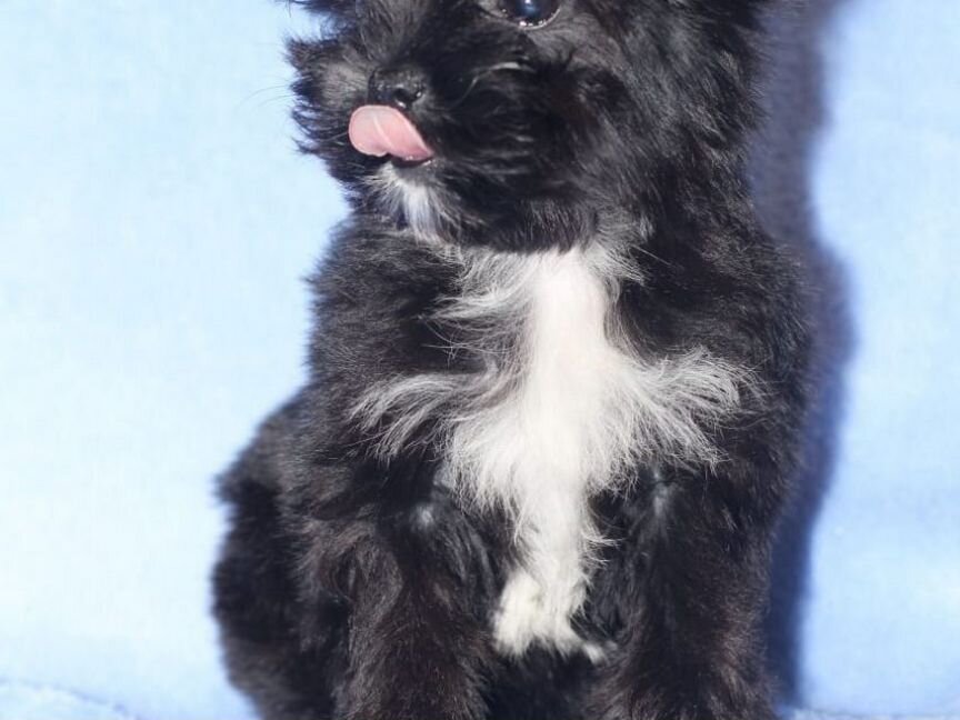 Йоркширский терьер мини