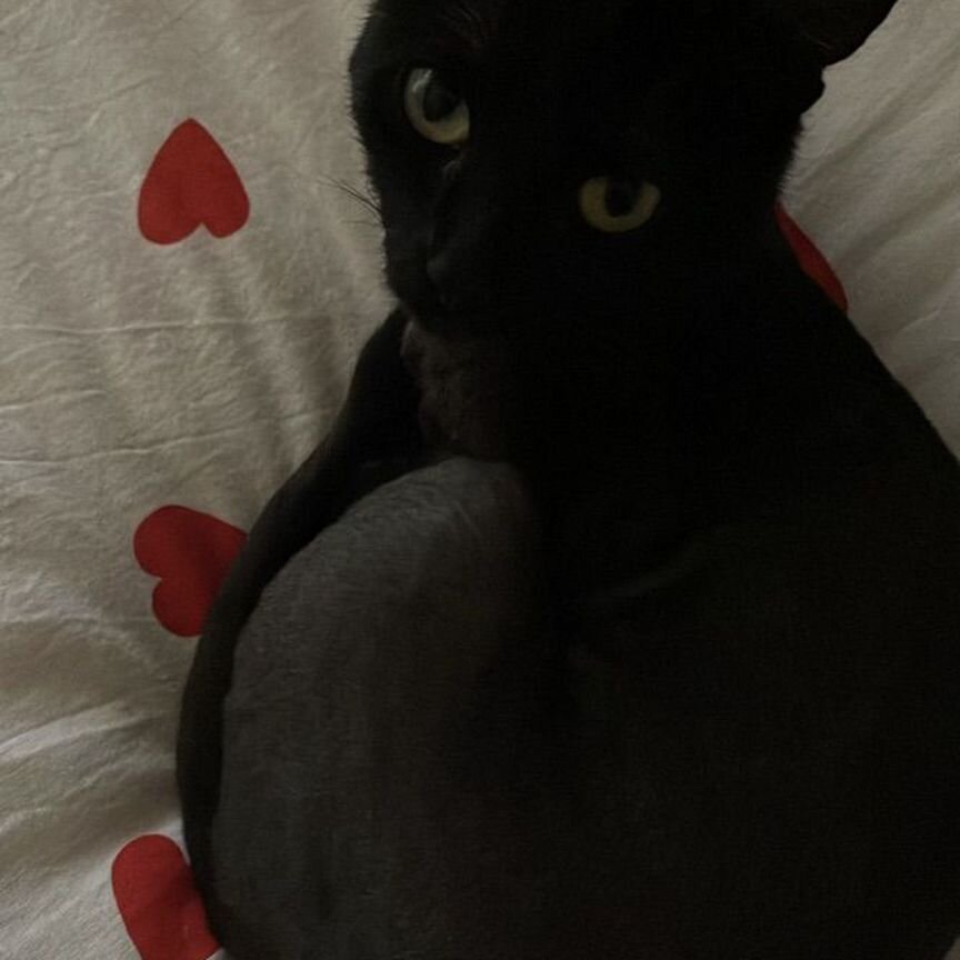 Отдам в добрые руки кошку