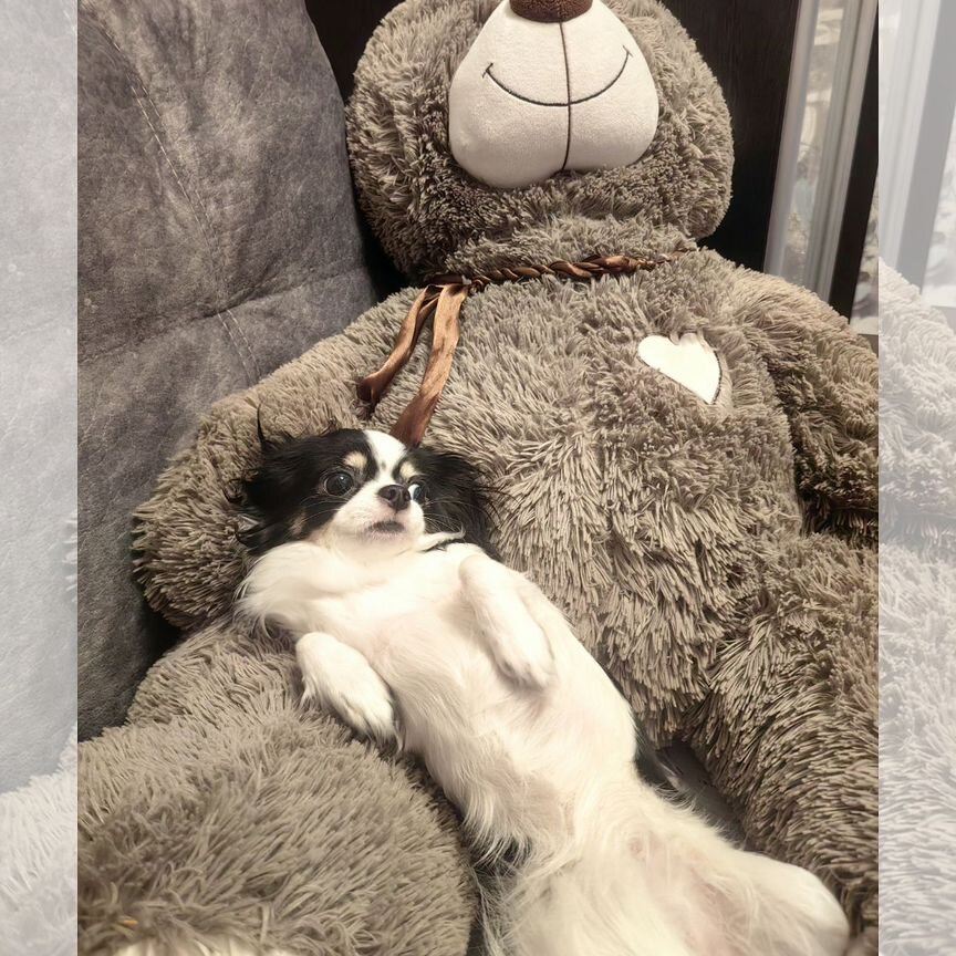 Чихуахуа, взрослая собака