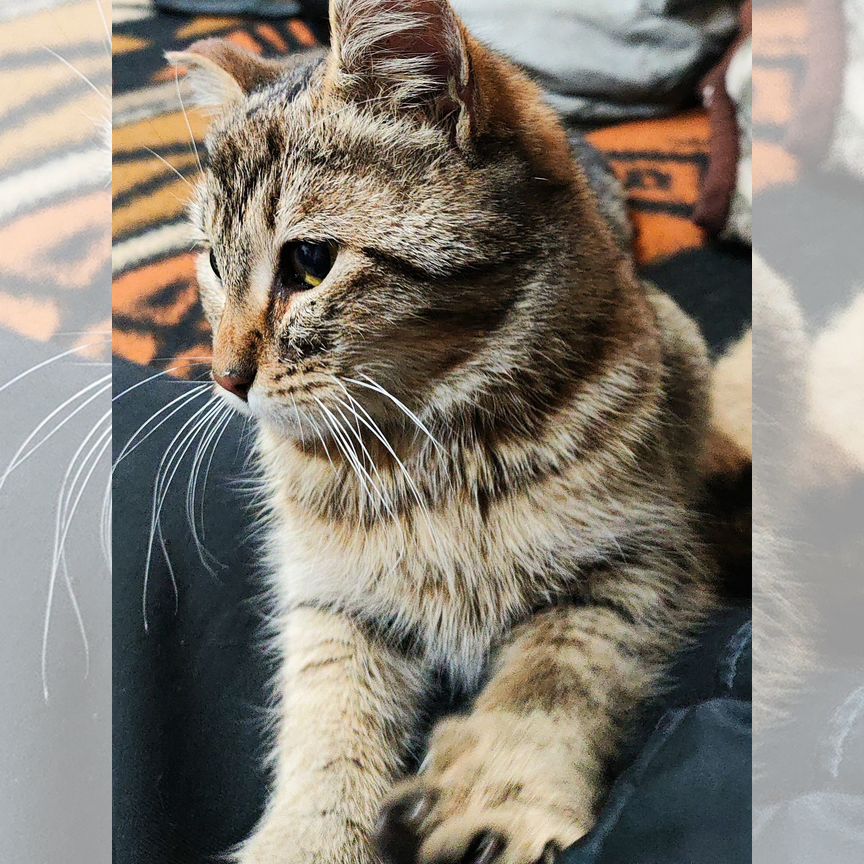 Котёнок в добрые руки