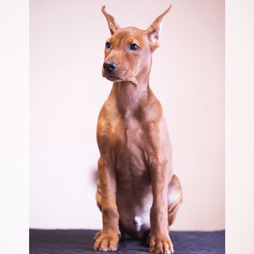 Немецкий пинчер, щенок