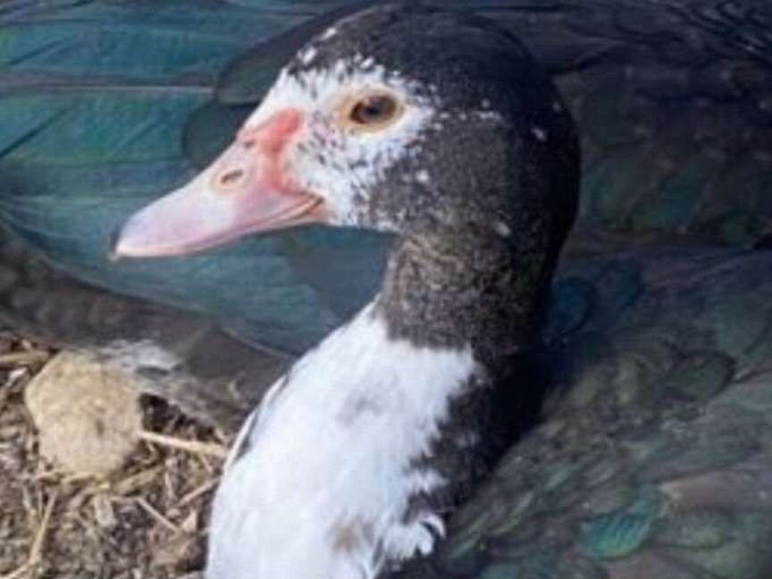 Мускусные утки