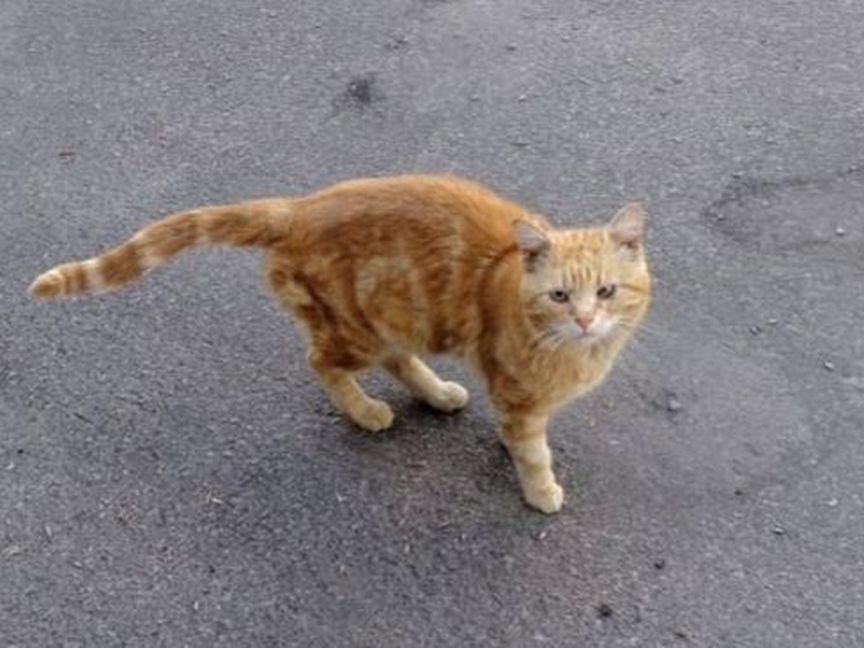 Кот Рамзес и Стерилизованная кошка Мари