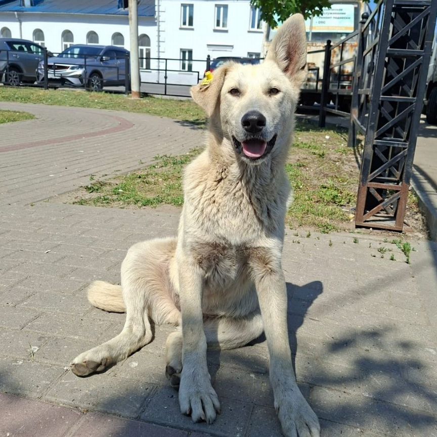 Щенок в добрые руки бесплатно