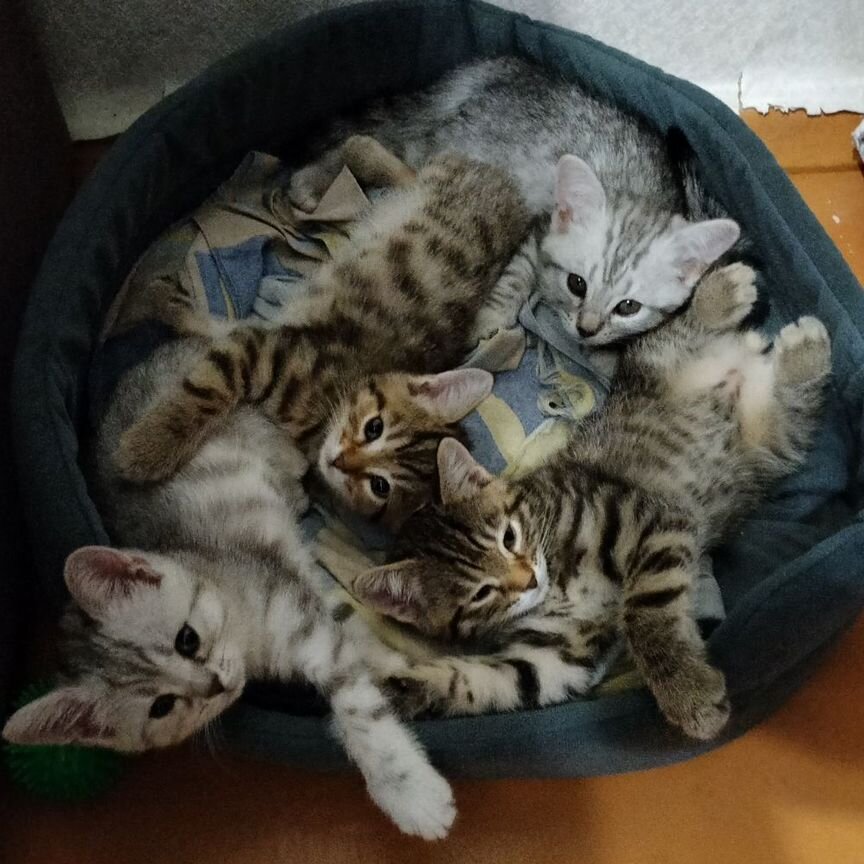 Продаю котят не для разведения