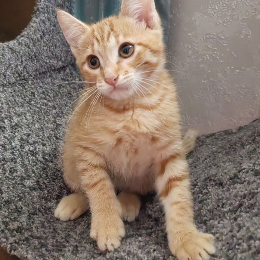 Отдадим котенка