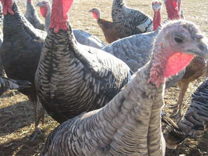 Индюки и индюшки