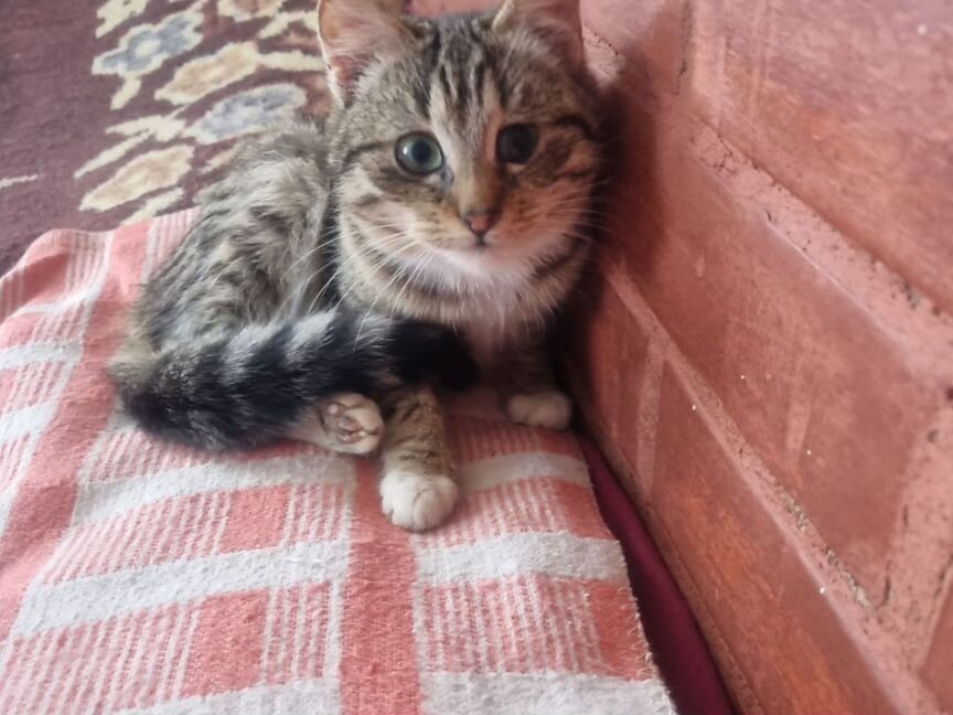 Кошка в дар бесплатно