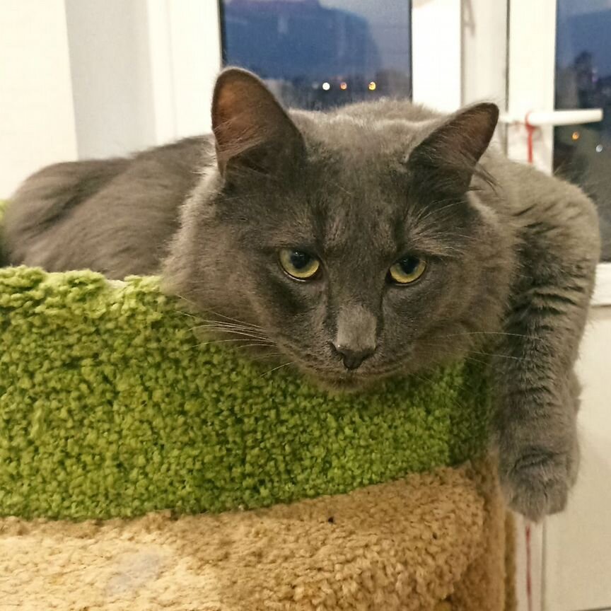 Котик в добрые руки