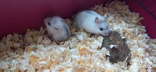 Джунгарский хомяк бесплатно