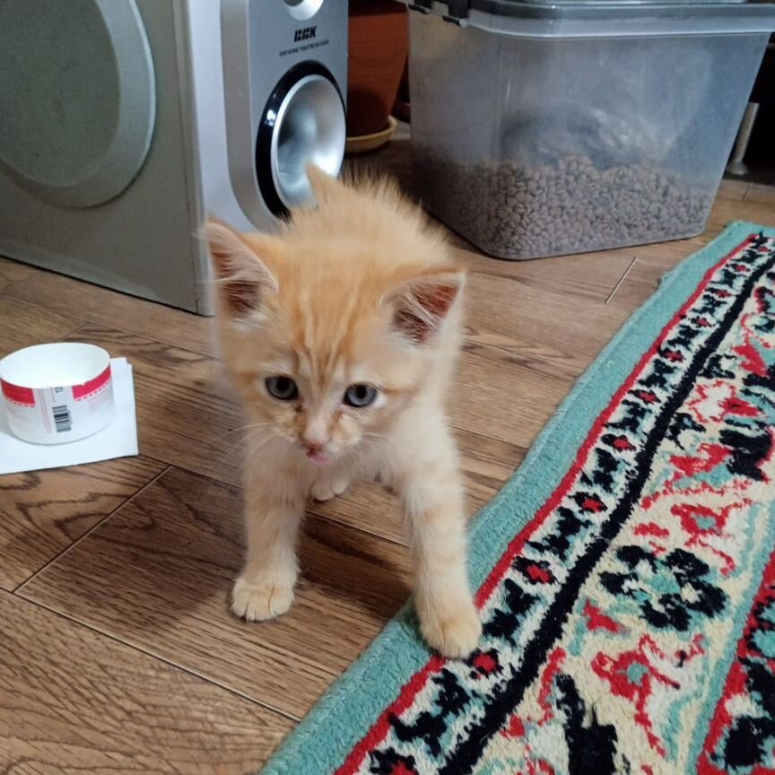 Котята в добрые руки бесплатно девочка