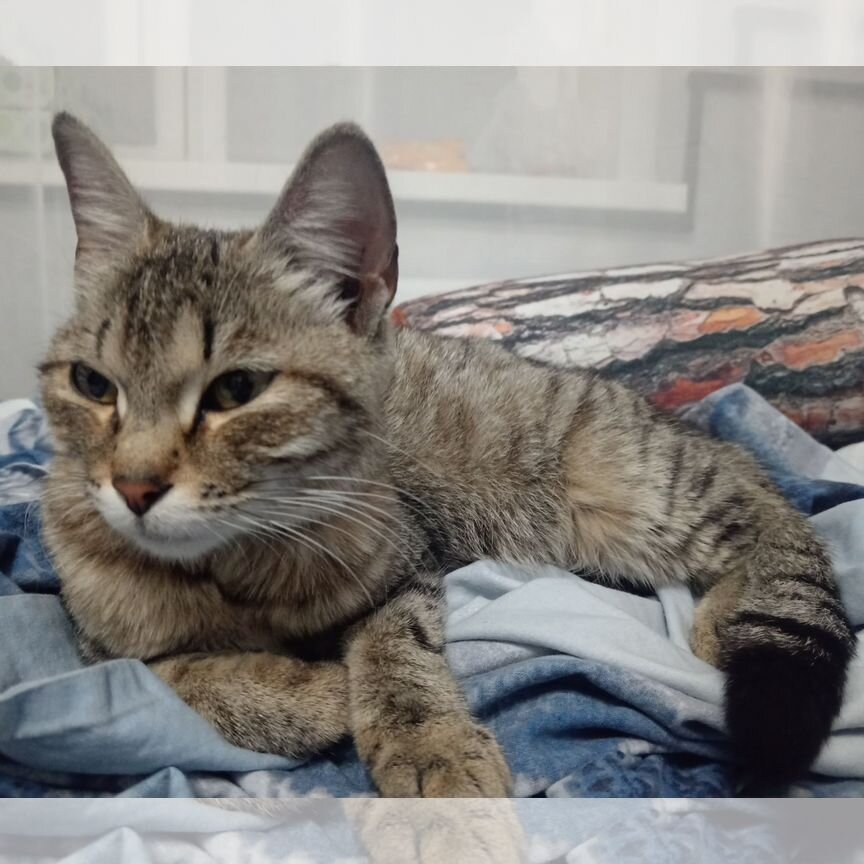 Взрослая, кошка в добрые руки