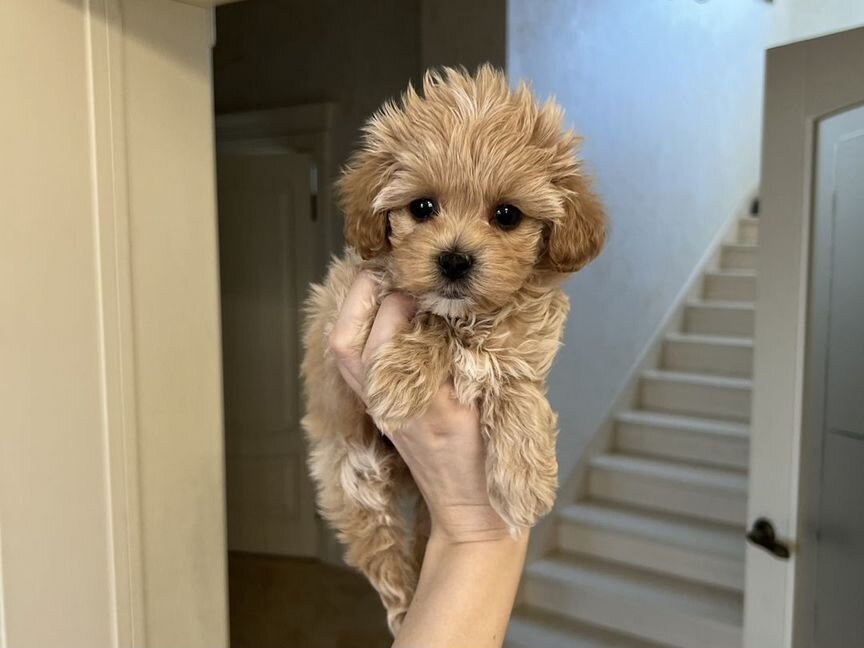 Мальтипу F1 mini щенок