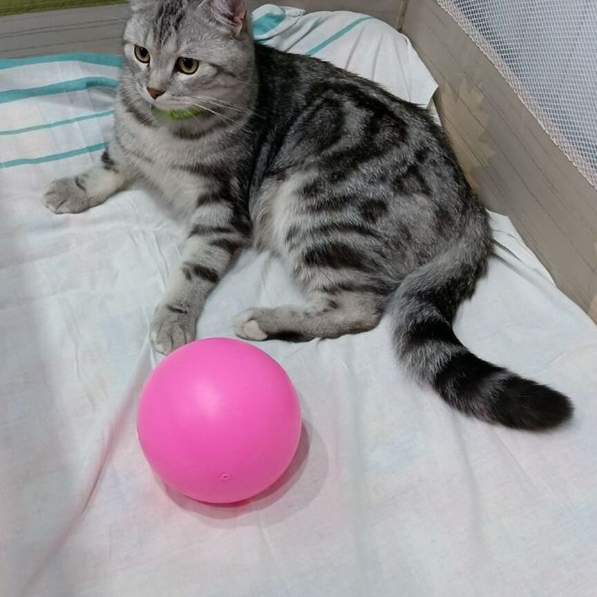 Отдам кота в добрые руки
