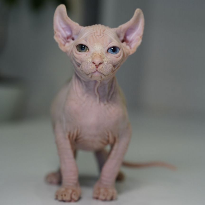 Эльф котёнок