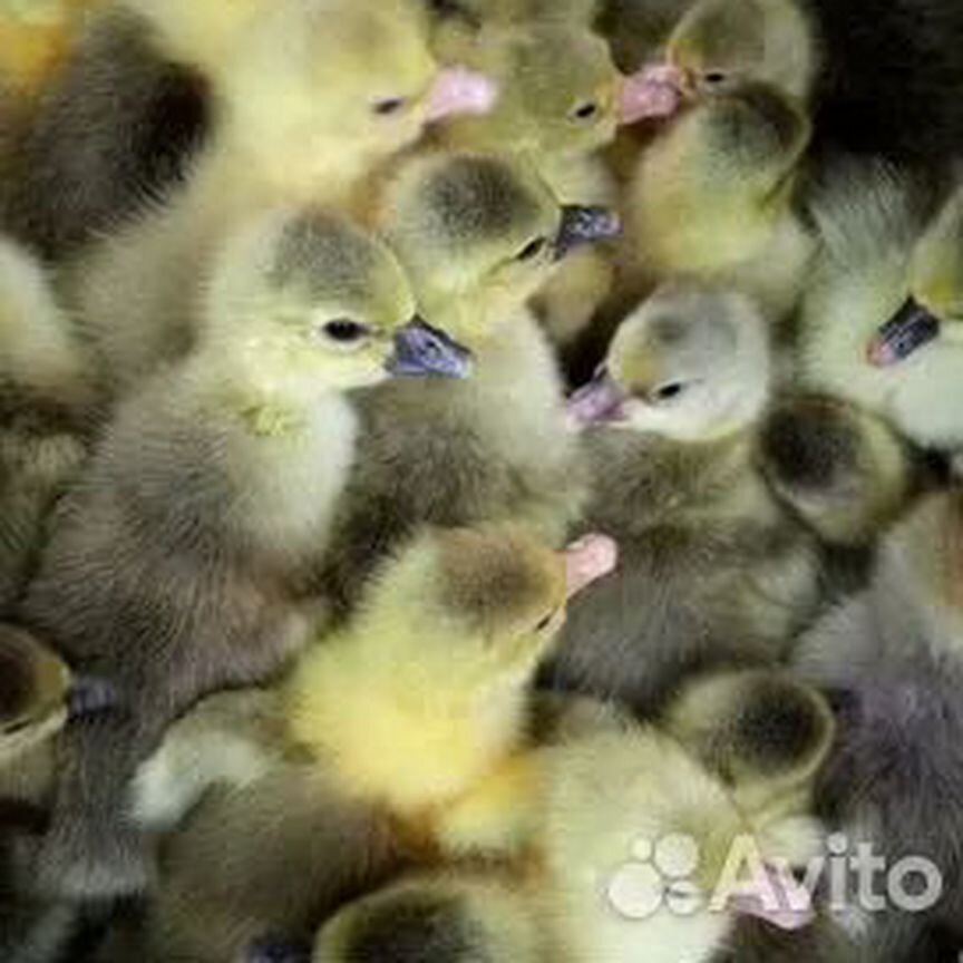 Утята, гусята, бройлеры