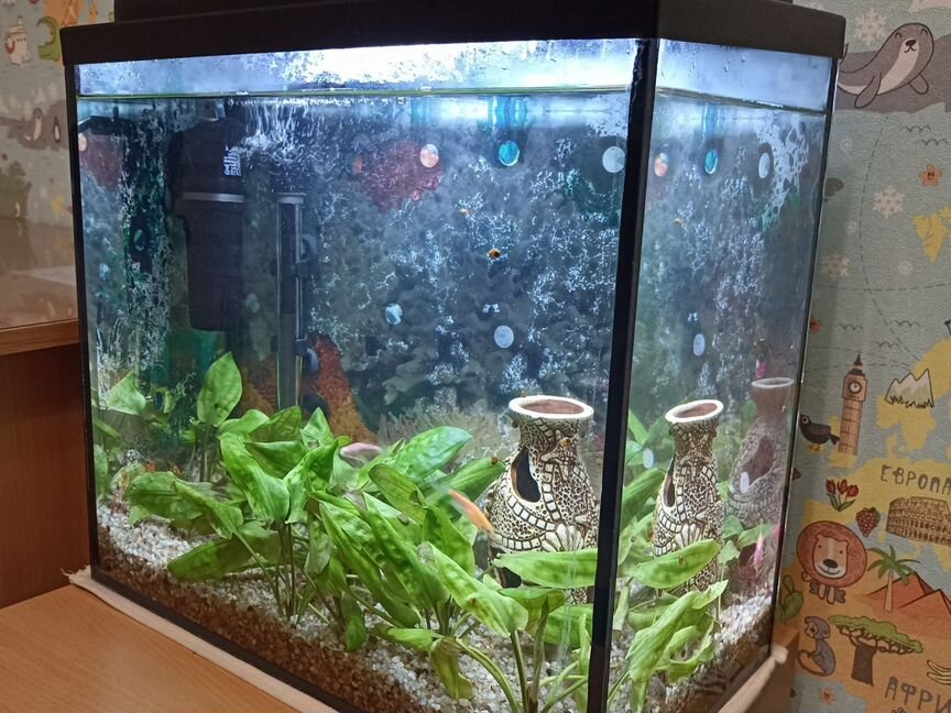 Аквариум с рыбками