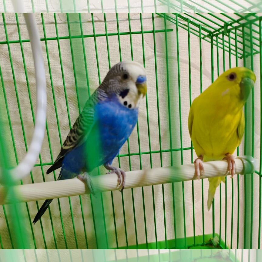 Волнистые попугаи