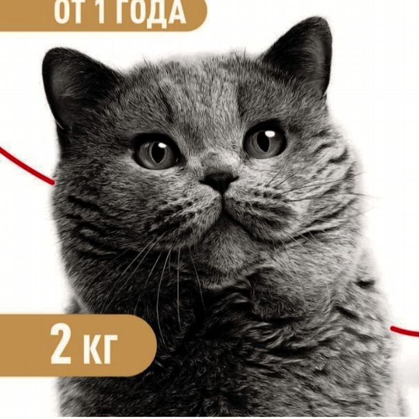 Корм для кошек 2 кг royal canin British