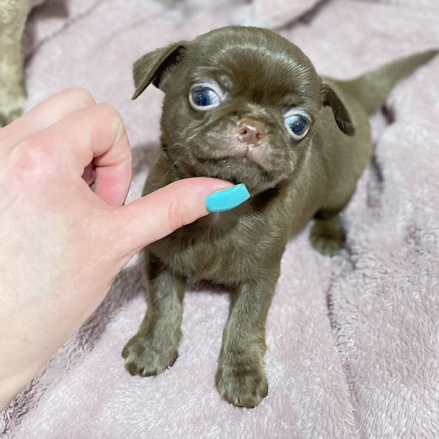 Шоколадная девочка чихуахуа