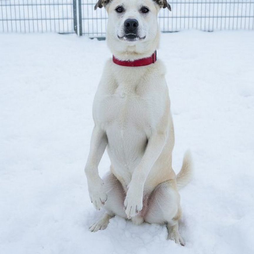 Взрослый пёс в добрые руки
