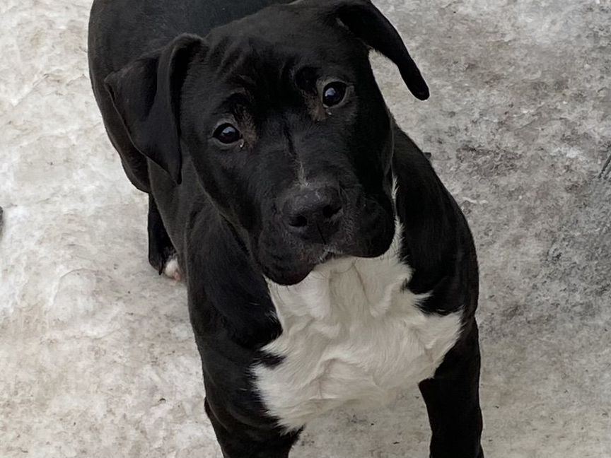 Продается амстафф в добрые руки