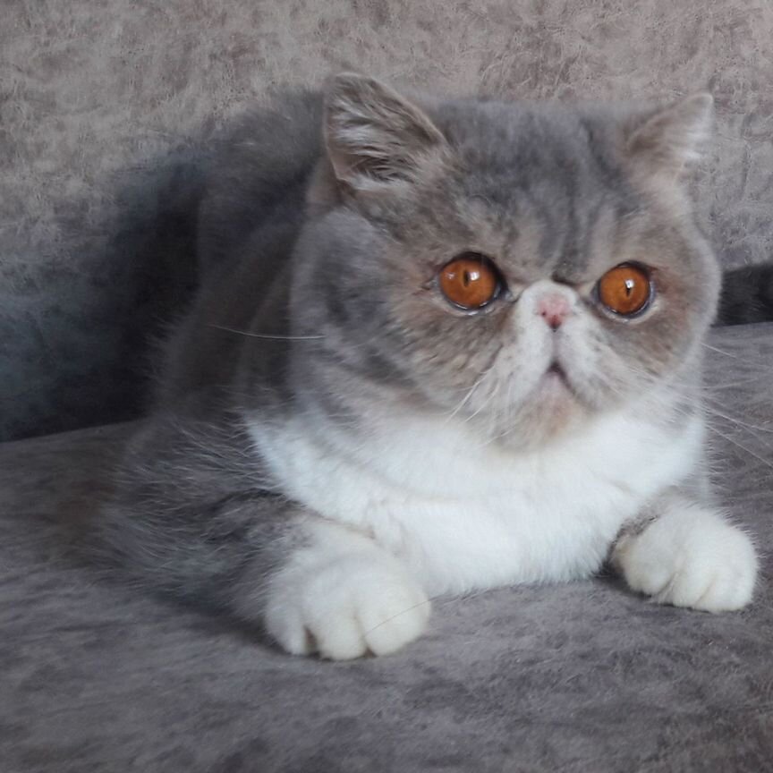 Кошечка экзотка
