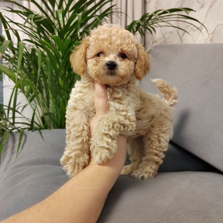 Мальтипу f1 мини